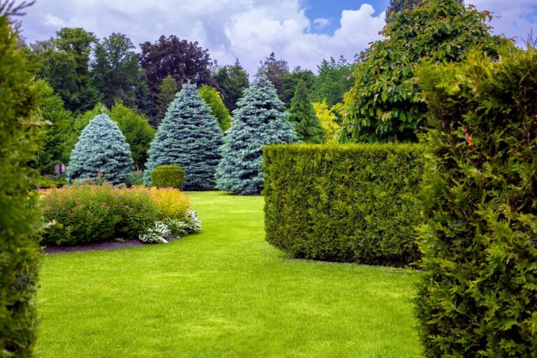 Best Evergreen Trees for Minnesota Landscape Designs - ALD